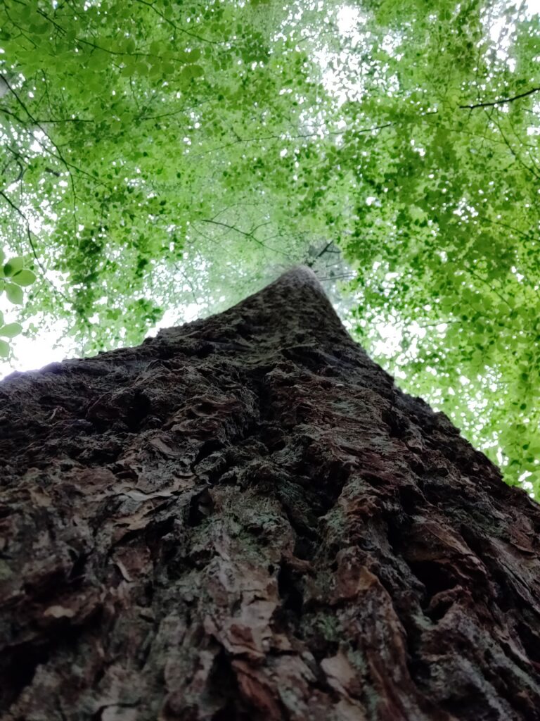 Billeder – Kasper Krog